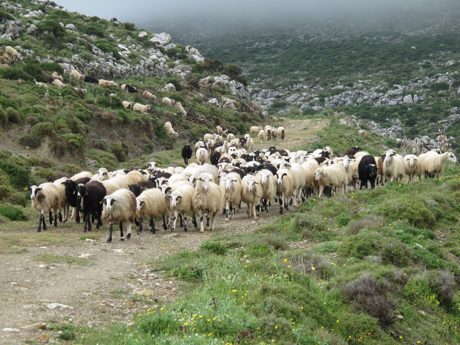 actimon: ΤΑ ΠΡΟΒΑΤΑ ΚΑΙ Ο ΠΑΥΛΩΦ…