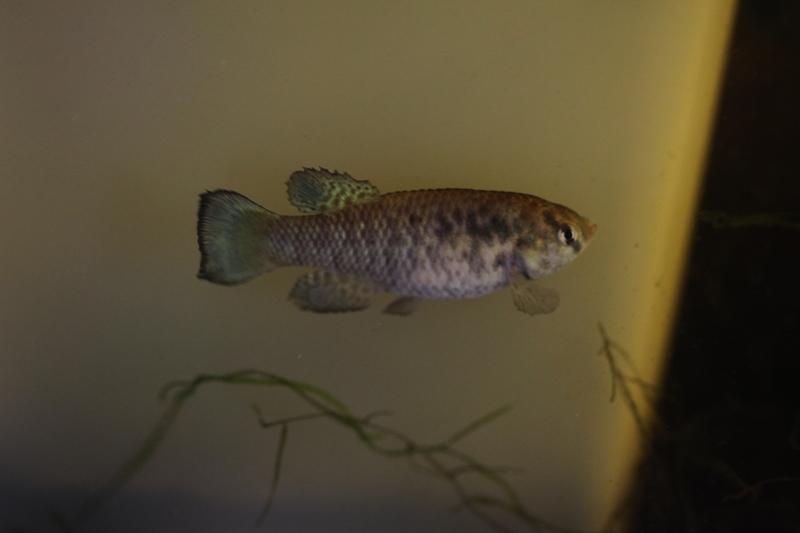 Artes de Pesca: CYPRINODONTIFORMES