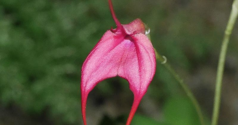 Masdevallia barlaeana care and culture | Travaldo's blog