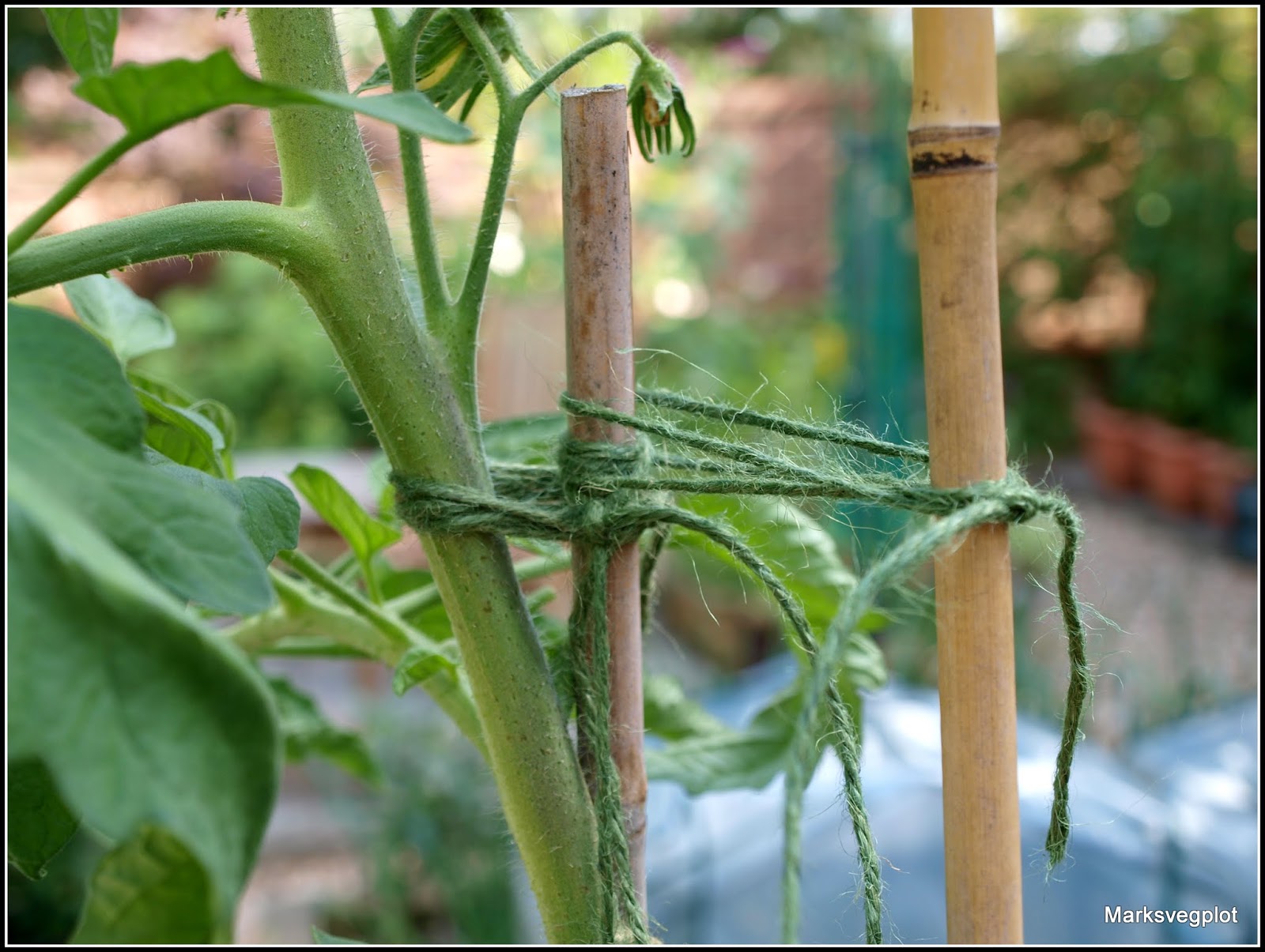 Mark's Veg Plot: Weather precautions