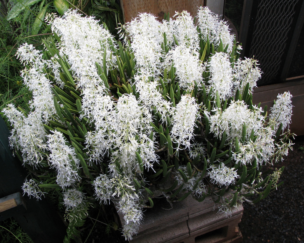 Dockrillia wassellii care and culture | Travaldo's blog