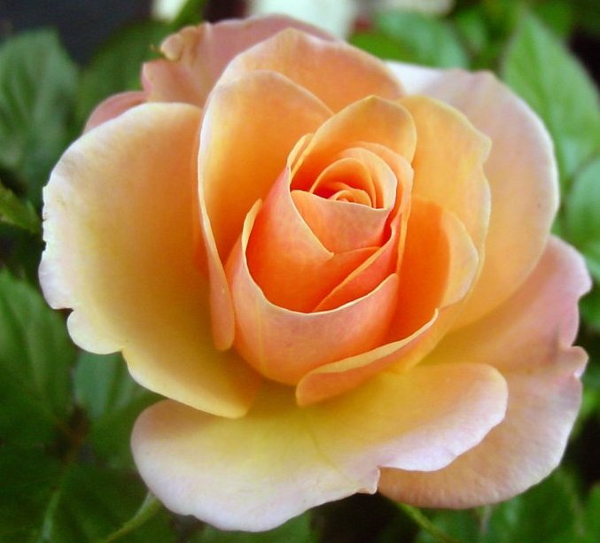 Roses: Rose Gallery 04