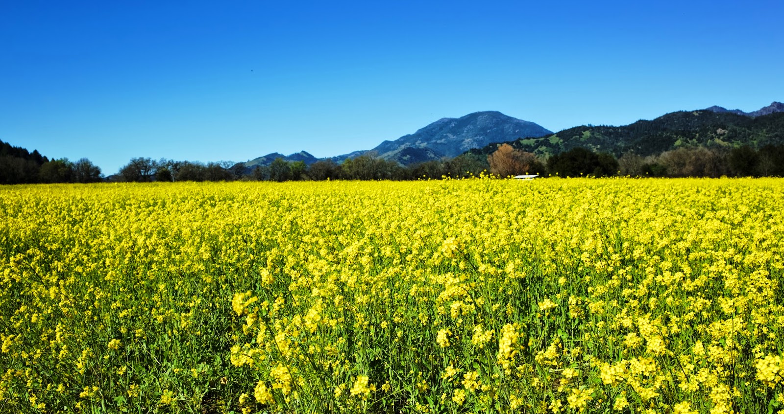 Travel Horizons: Napa Valley in the spring