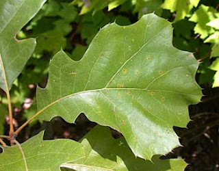 Discover Life: Trees of Virginia, United States: Oak Tree