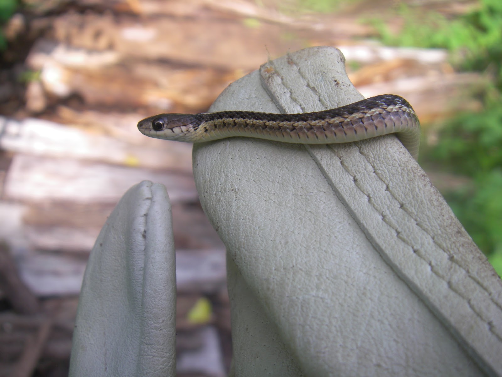 Wildlife Monitor: More Snakes Encountered Under Cover Boards