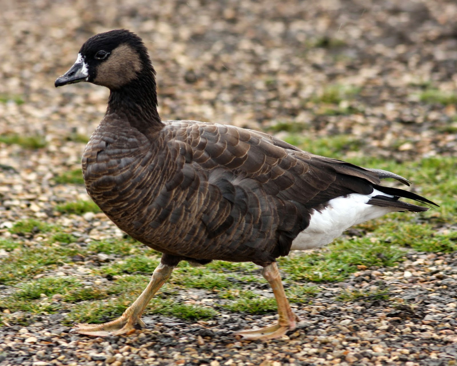 Bird Hybrids: Lesser White-fronted Goose x Cackling Goose