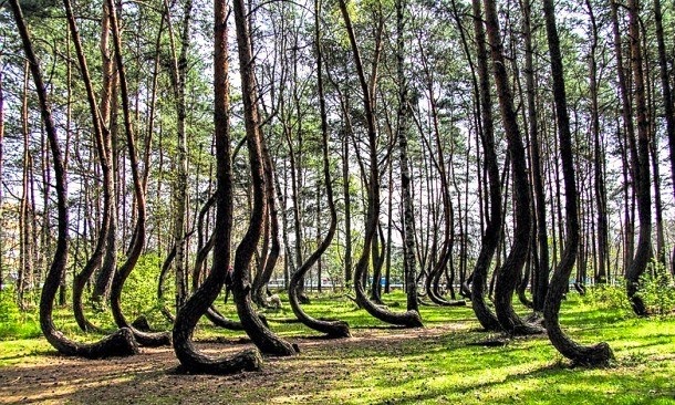 NUTTY FACTS: The Crooked Forest