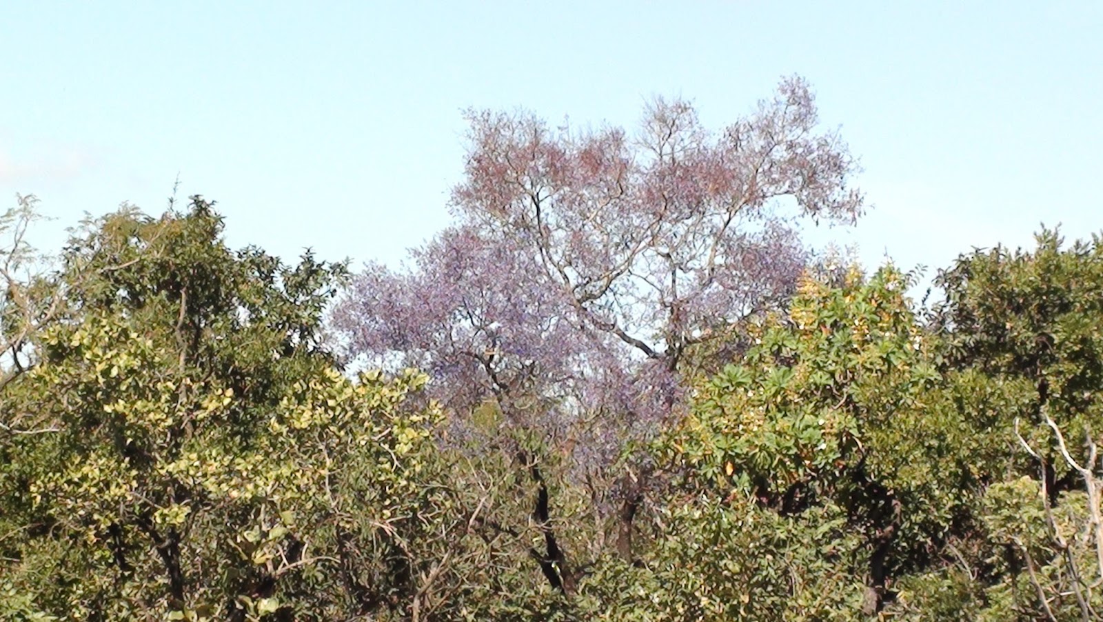 Flores, frutos e aves de Brasília e do Cerrado: ÁRVORES EMBLEMÁTICAS DE ...