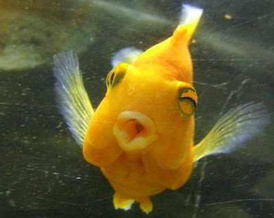 Winking Fishes: July 2012