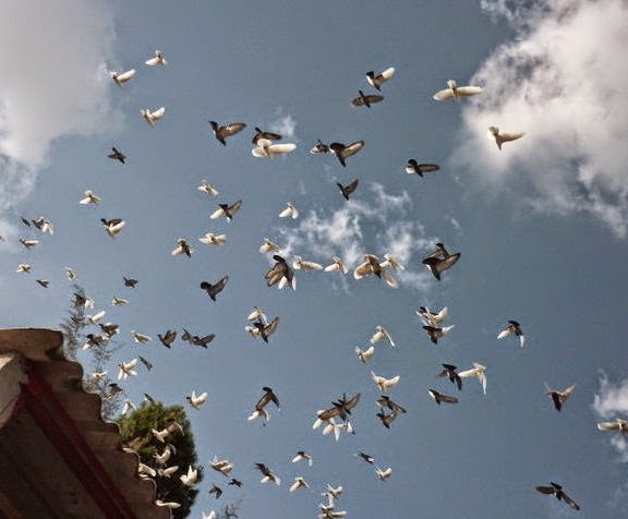 PERÚ PALOMAS MENSAJERAS : Un ave soltada sola nunca hará un buen tiempo.