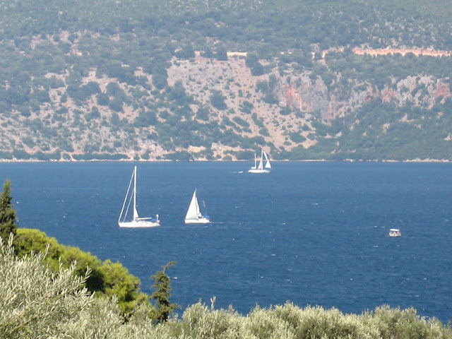 Jurnal de gradina: In livada cu maslini