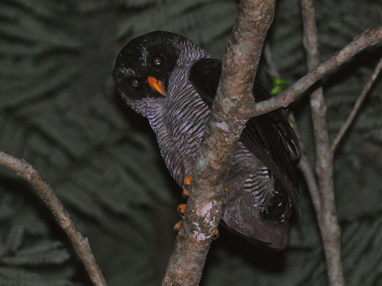 Jan Axel's Blog: Bird of the Month: Black-and-white Owl
