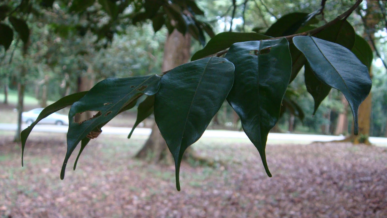 Happy plant: Hopea subalata