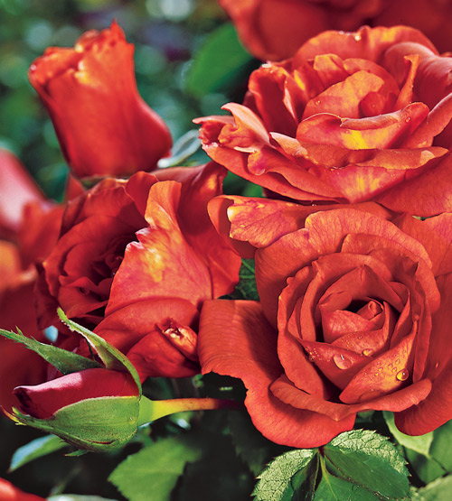 Anisti Ibuno Flowers : Rose Names