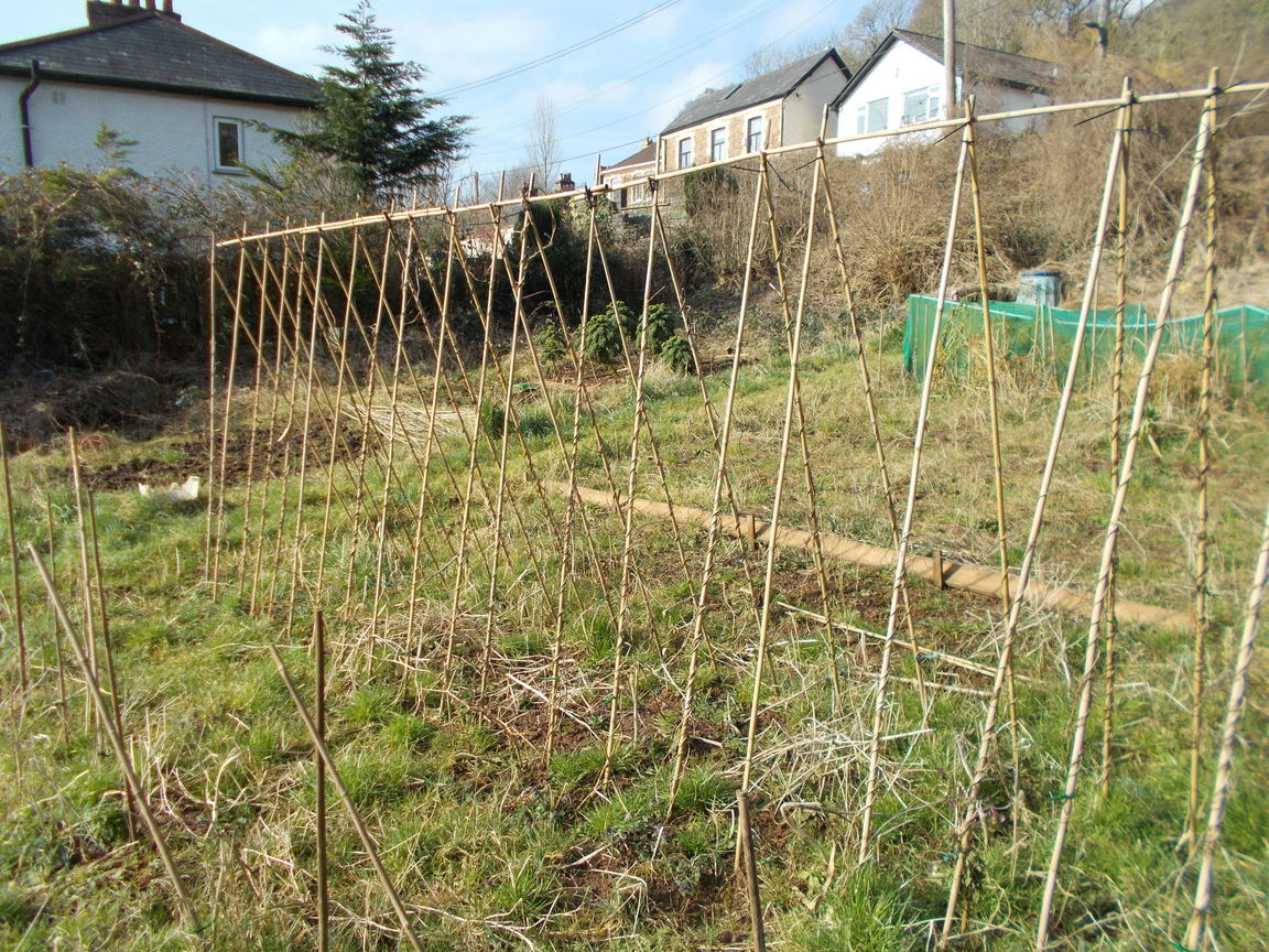 The Green Fingered Blog: Easy ways to support climbing beans and peas