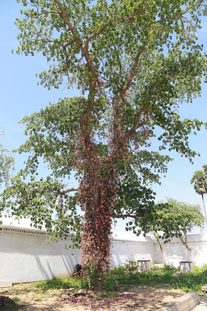 Tamilnadu Tourism: Dhatreeswarar Temple, Sitharkadu – The Temple