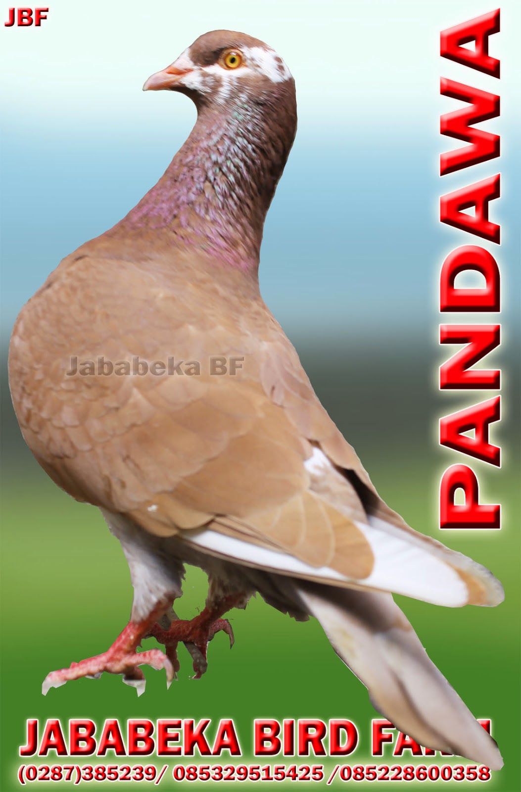 Pentet juara nasional - acetolc