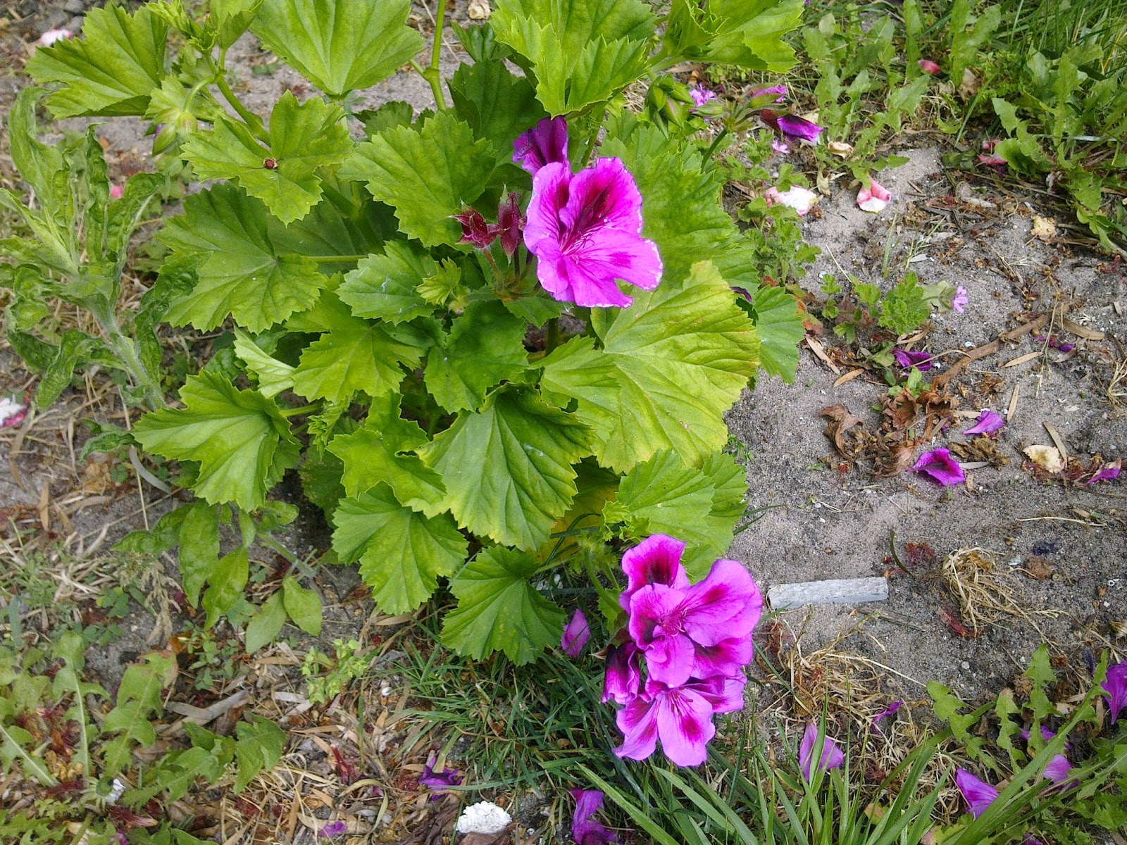 BirantaFotos: Fotos de Malvas e Suas Flores
