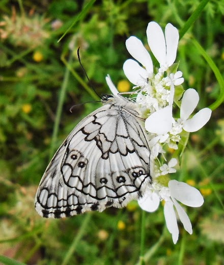 11Science: De vlinders van Galicica