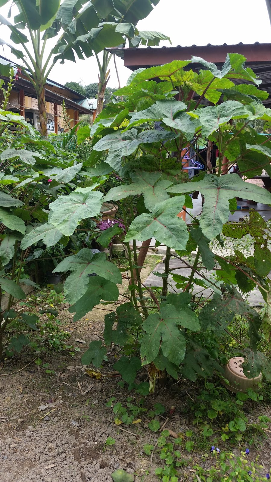 Warisan Petani: Pokok Bendi Gergasi