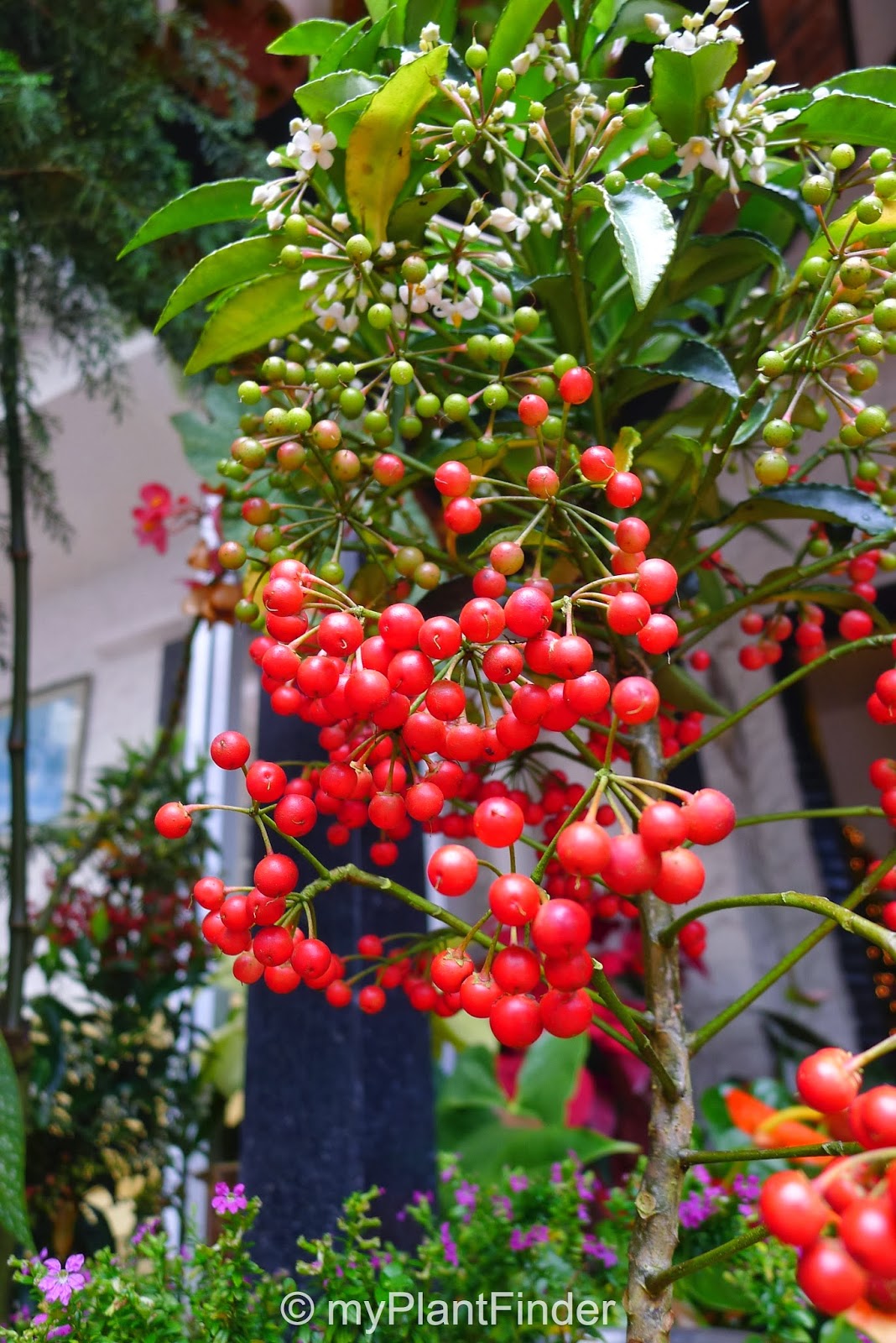 MY PLANT FINDER | Plant Guide: Ardisia crenata
