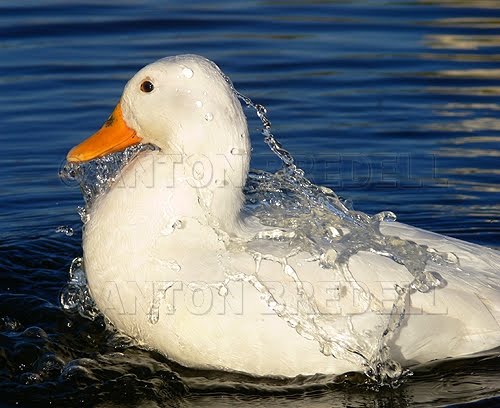 We can't understand each other: Can a duck's feathers get wet?