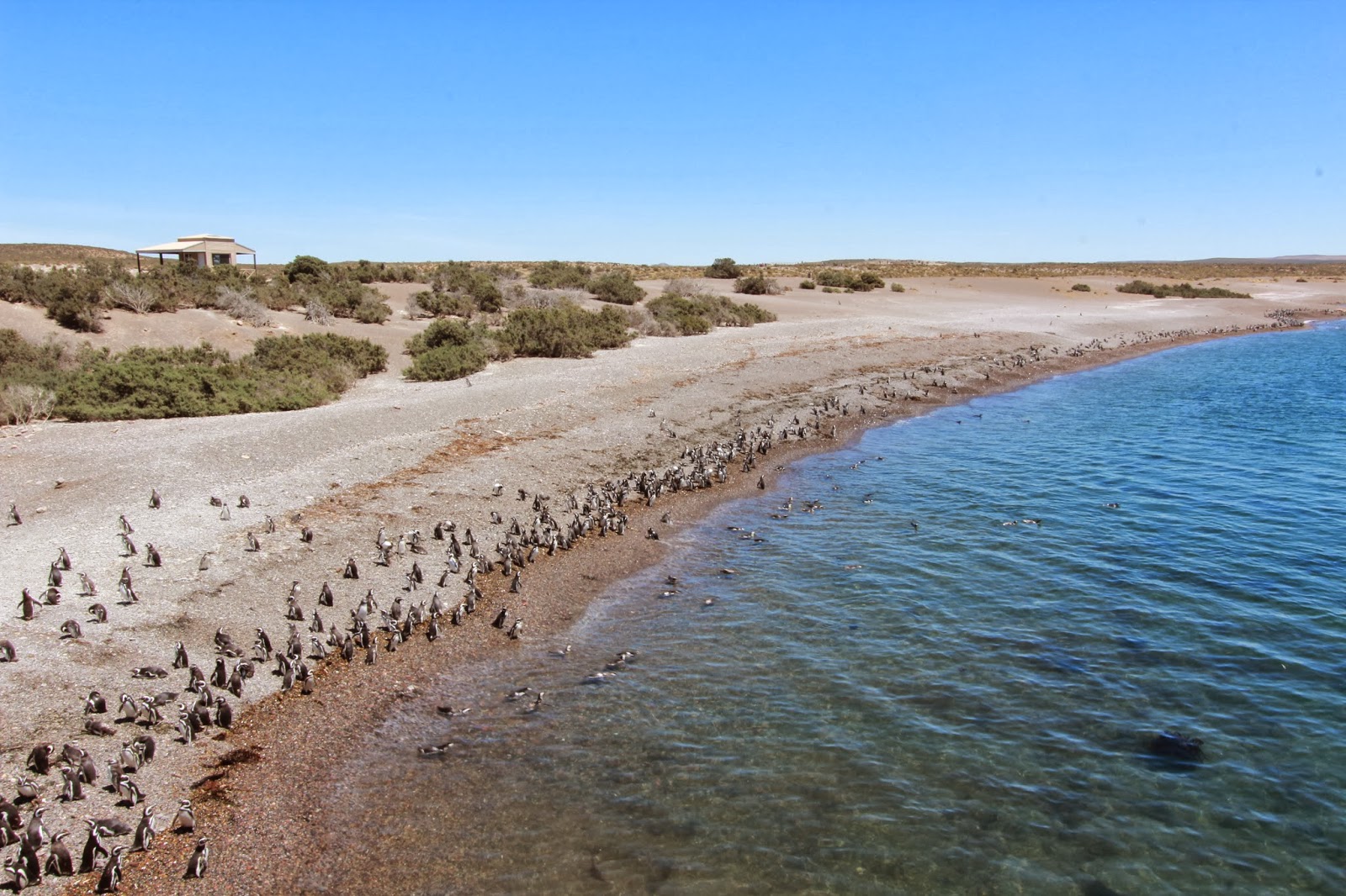 Turistando por aí...: Punta Tombo para todos!