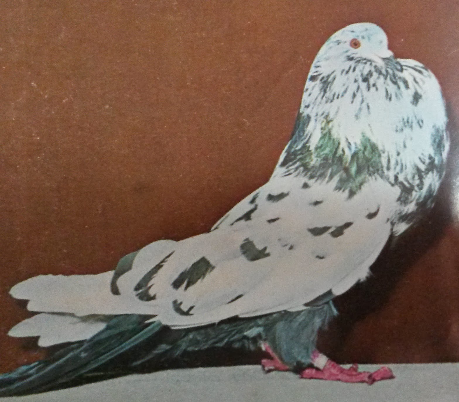 Old German Cropper Pigeon