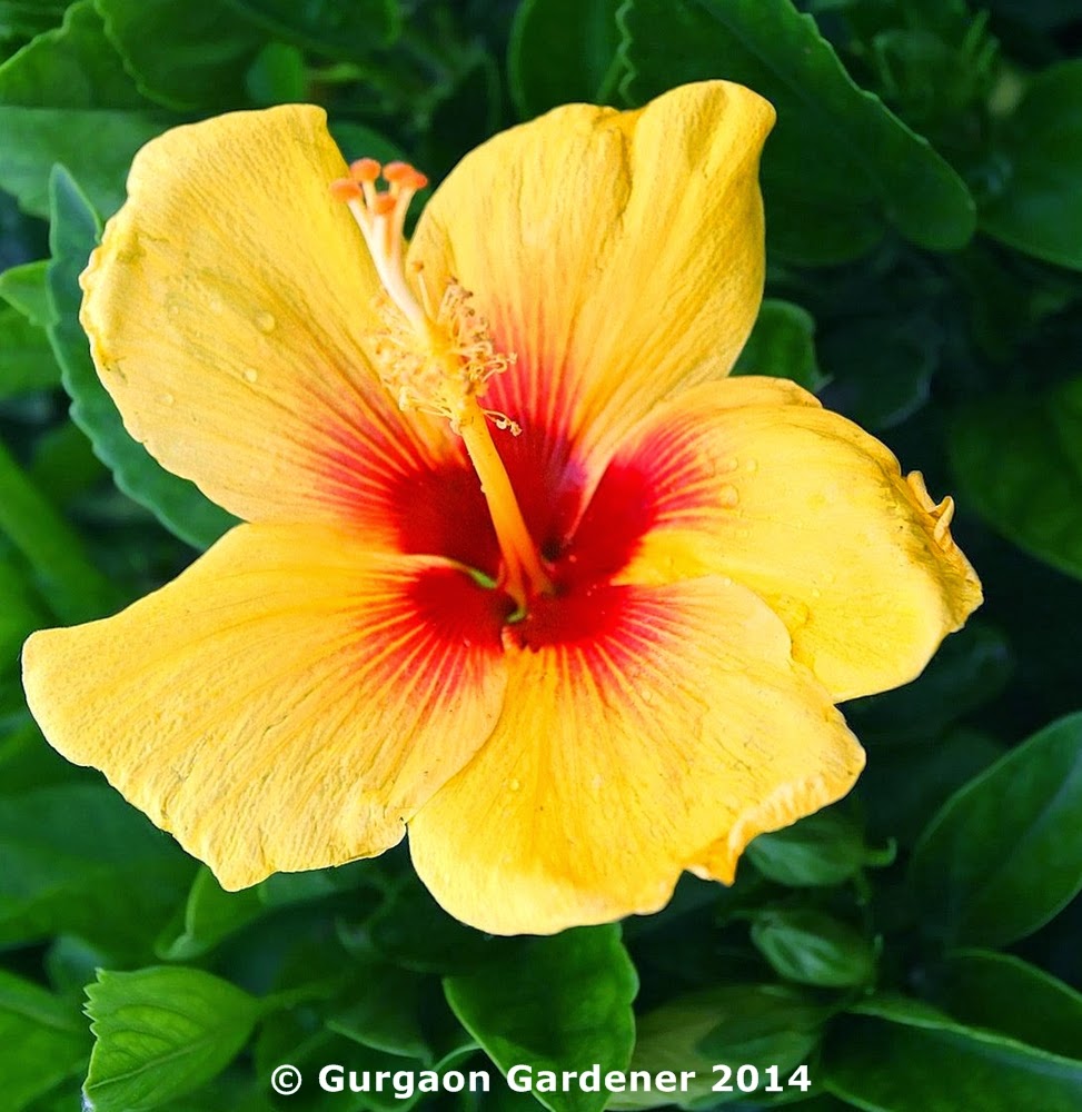 Gurgaon Gardener: Summer Sizzler - 7. Hibiscus, Chinese Rose, Chinese ...