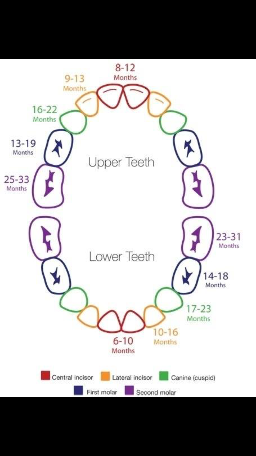 Kids Teeth Chart - Health Images Reference