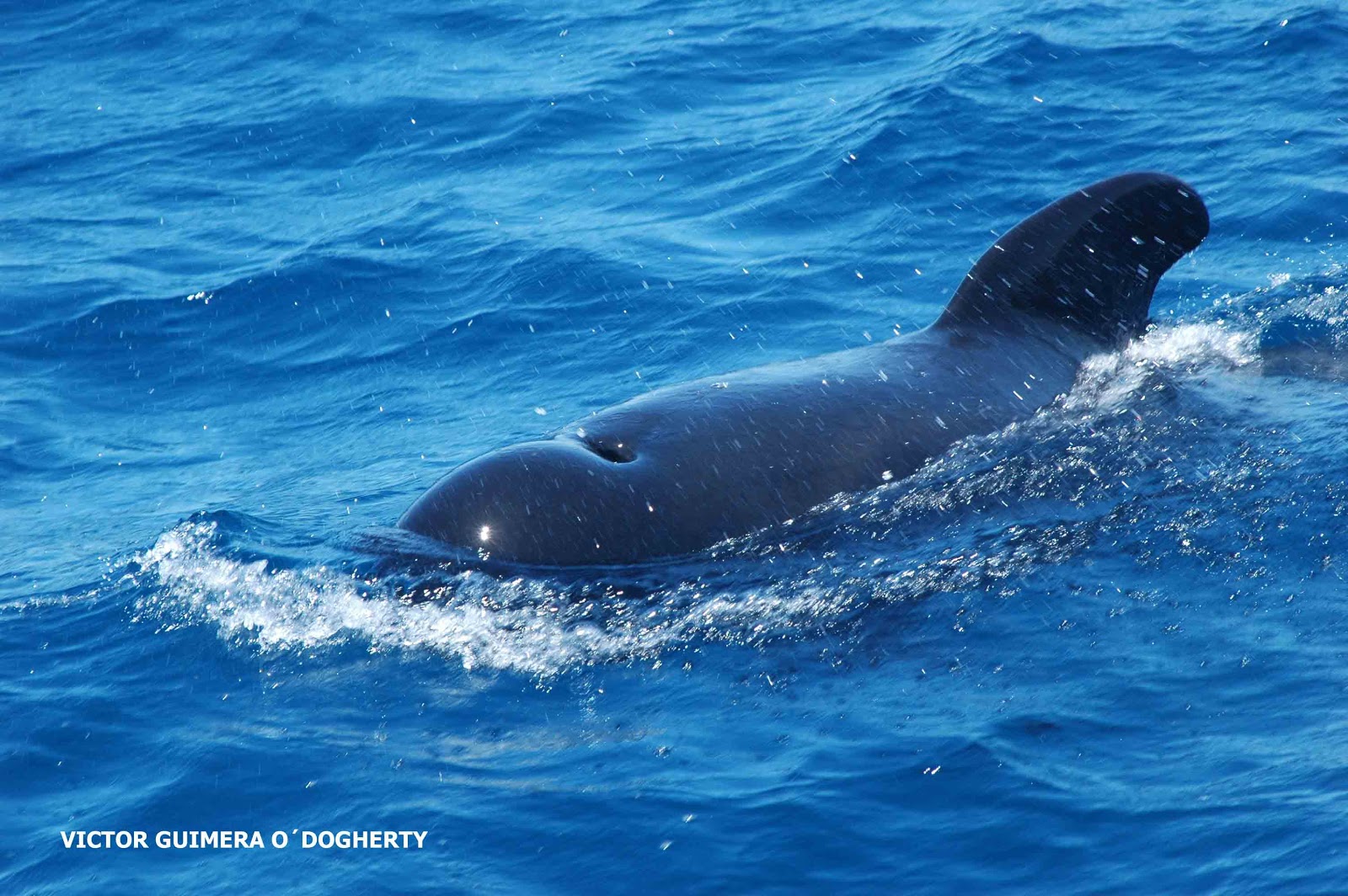 Mis imágenes de aves: EL CALDERON COMUN
