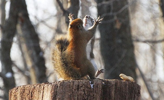 The ultimate squirrel battle (6 pics) | Amazing Creatures