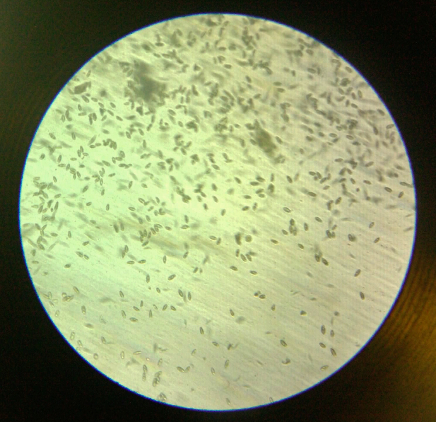 Ridwan Bima Arya's Blog: Preparat