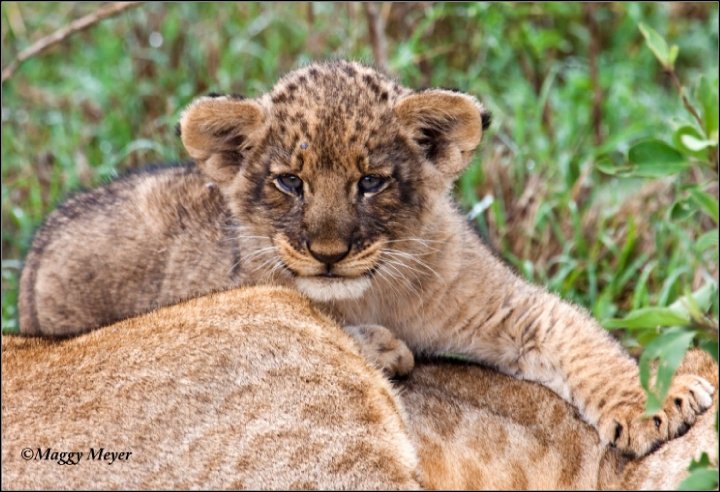 El Herrerillo: León (Panthera leo)