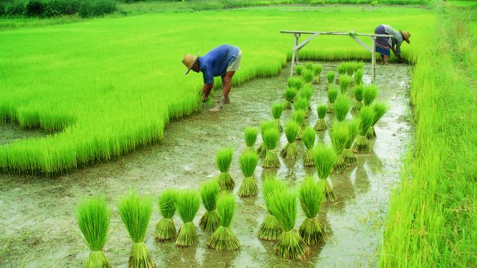 Rosemol Mathew: APPLICATION OF MATHEMATICS IN AGRICULTURE