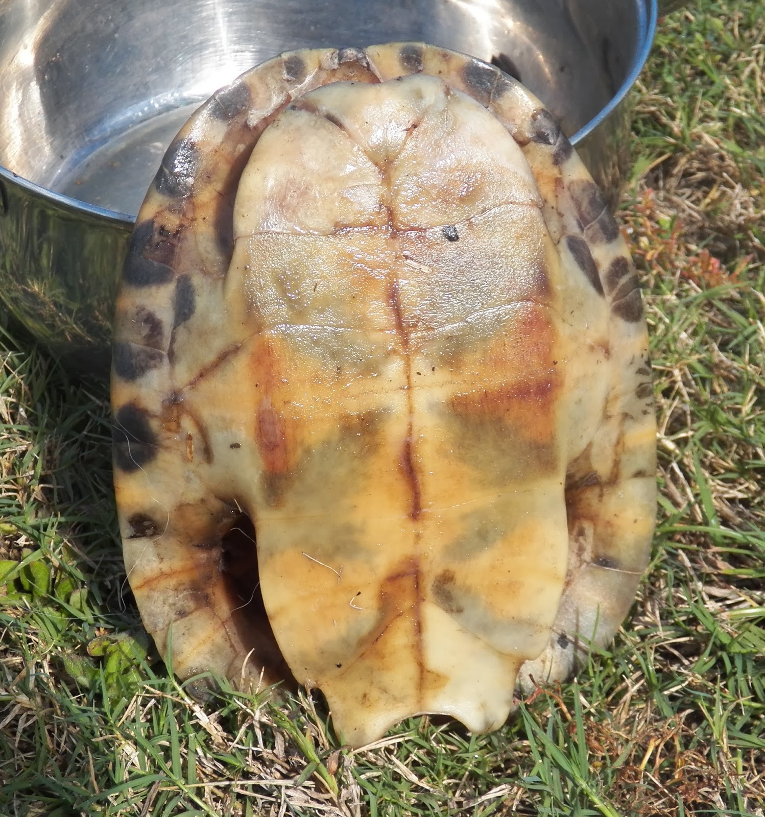 My Backyard: Indian VooDoo Turtle Shell Florida War Wind Chime
