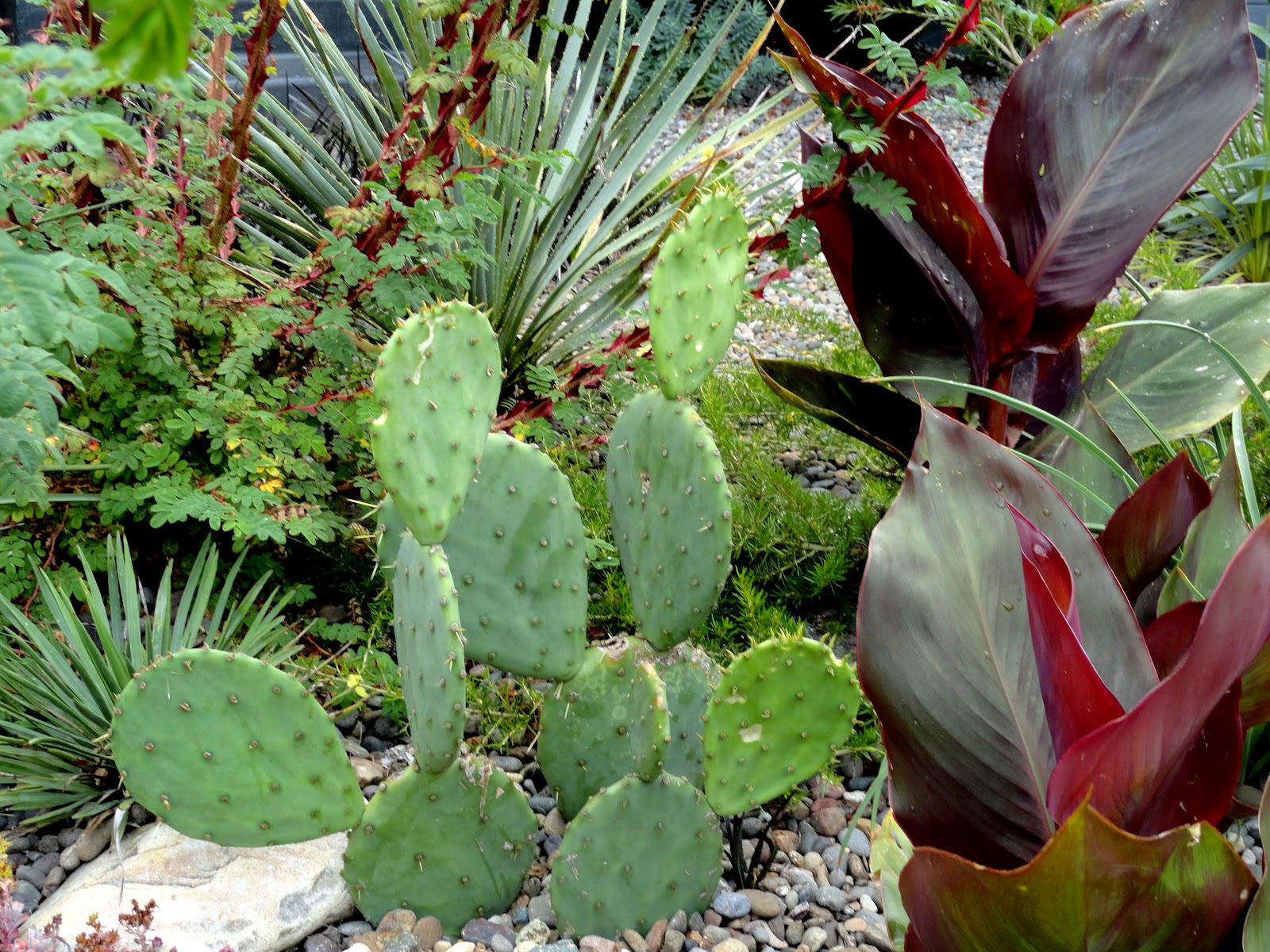 danger garden: Yes, you can grow Cactus in Portland (and many other ...