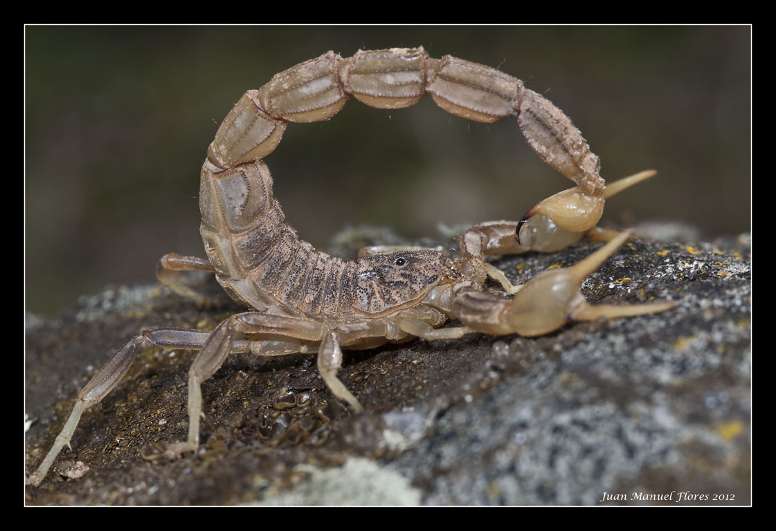 Fotografia, naturaleza y más.: ALACRAN