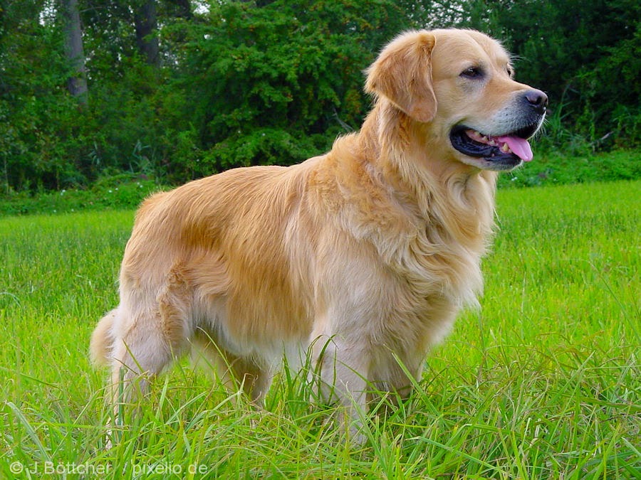 Golden Retriever: Caracteristicas de la raza Golden Retiever