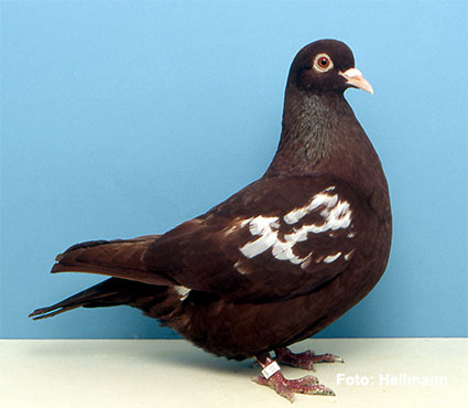 World of Pigeons and Doves: Carneau