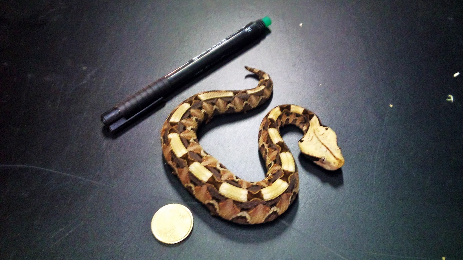 serpientes venenosas: Las peligrosas víboras del Gabón.