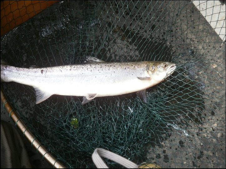 Newtyle Salmon Fishings: 4lb Grilse Landed On The Fly Today