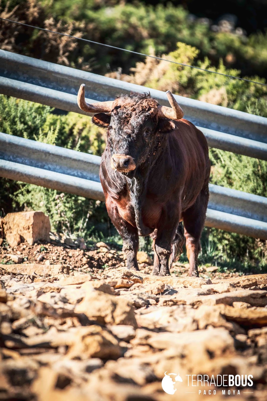 TOROS CERRILES PREPARADOS EN LA FINCA LA CARRASCA PARA LA PRÓXIMA TEMPORADA