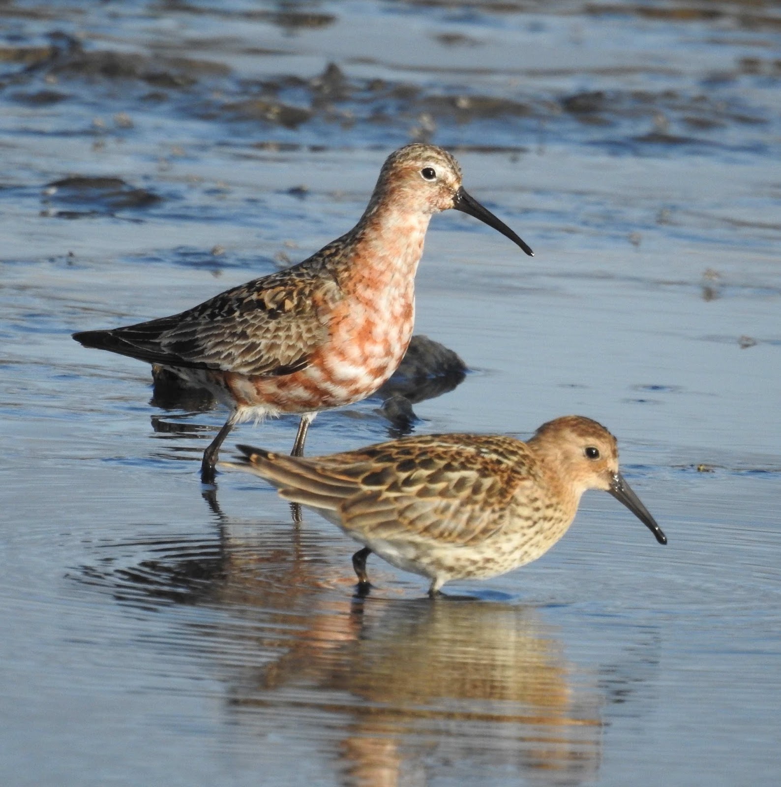 Snow Bunting And Curlew Sandpiper