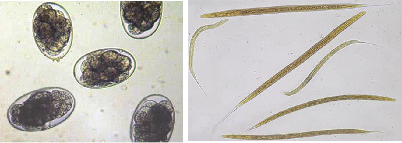 Strongyle Eggs