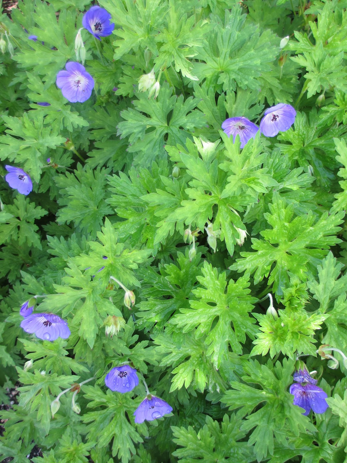 The Well-Watered Garden: Geranium 'Rozanne'