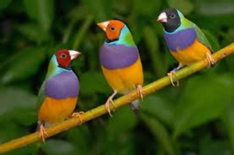 Gouldian Finches Food: Gouldian Finches Food