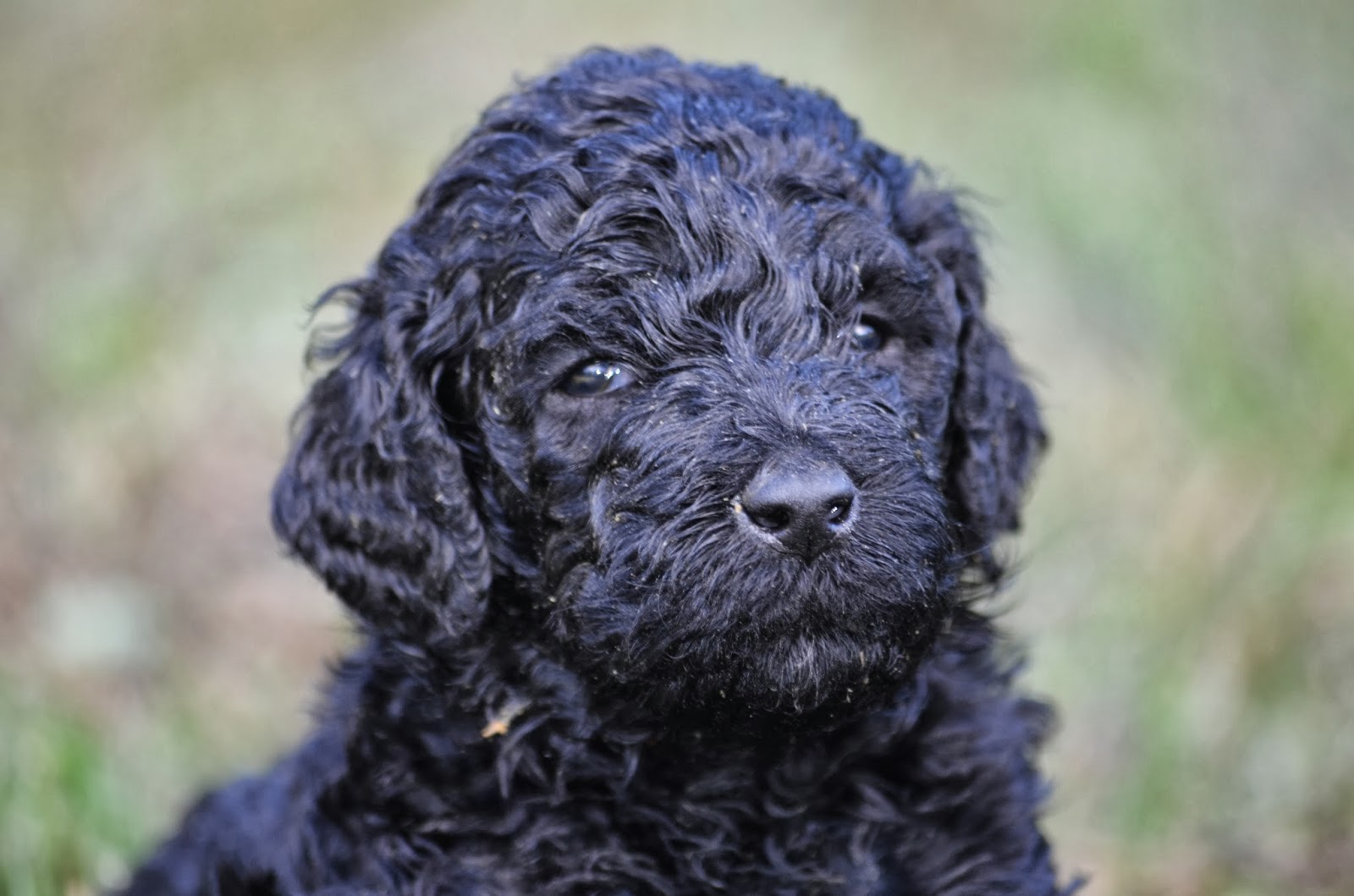 Hickory Tavern Farm Barbet: Barbet Puppies...they just keep getting cuter!