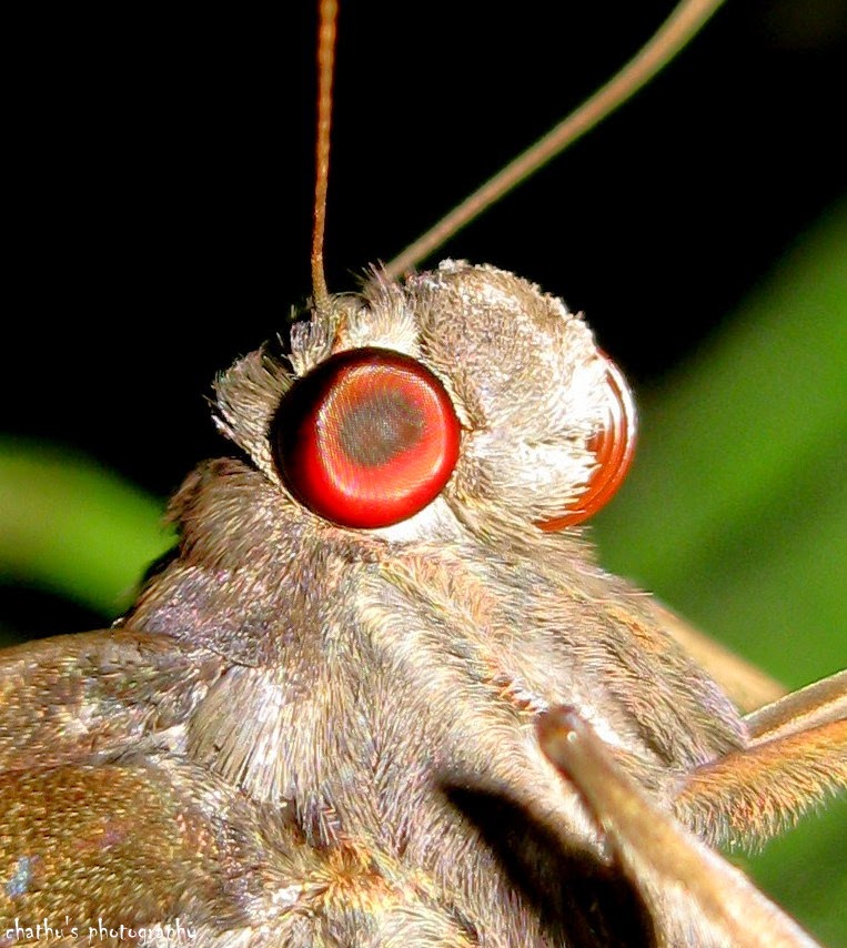 Nature Of Srilanka: Giant Red eye (Gangara thyrsis clothild) - මාර තැසියා