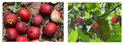 SamLusuh_LORAS@Lusuh_Adventure: Sumber Makanan Dari Buah-Buahan Dan ...